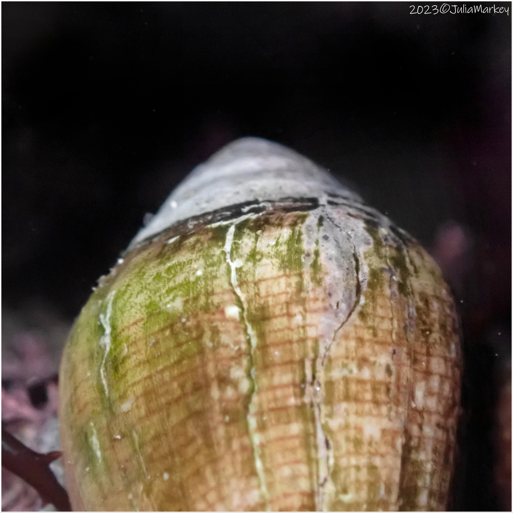 California Cone from Orange County, CA, USA on October 21, 2023 at 09: ...
