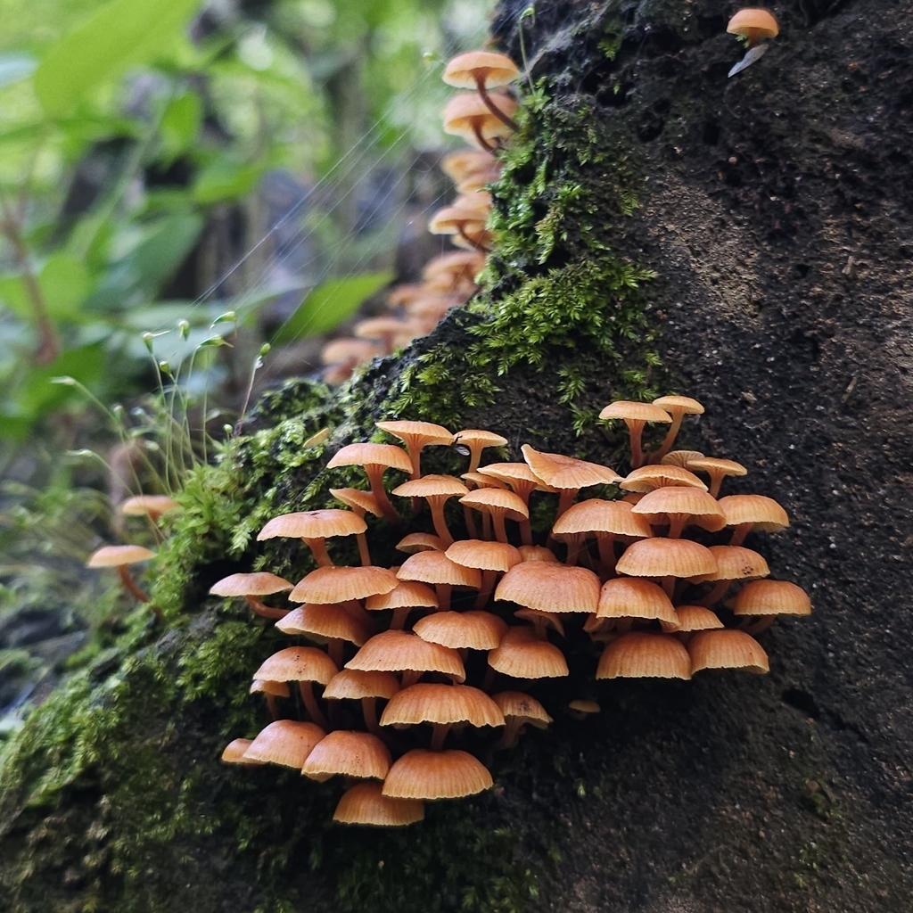 Xeromphalina from 49115 Jal., México on October 21, 2023 at 01:20 PM by ...