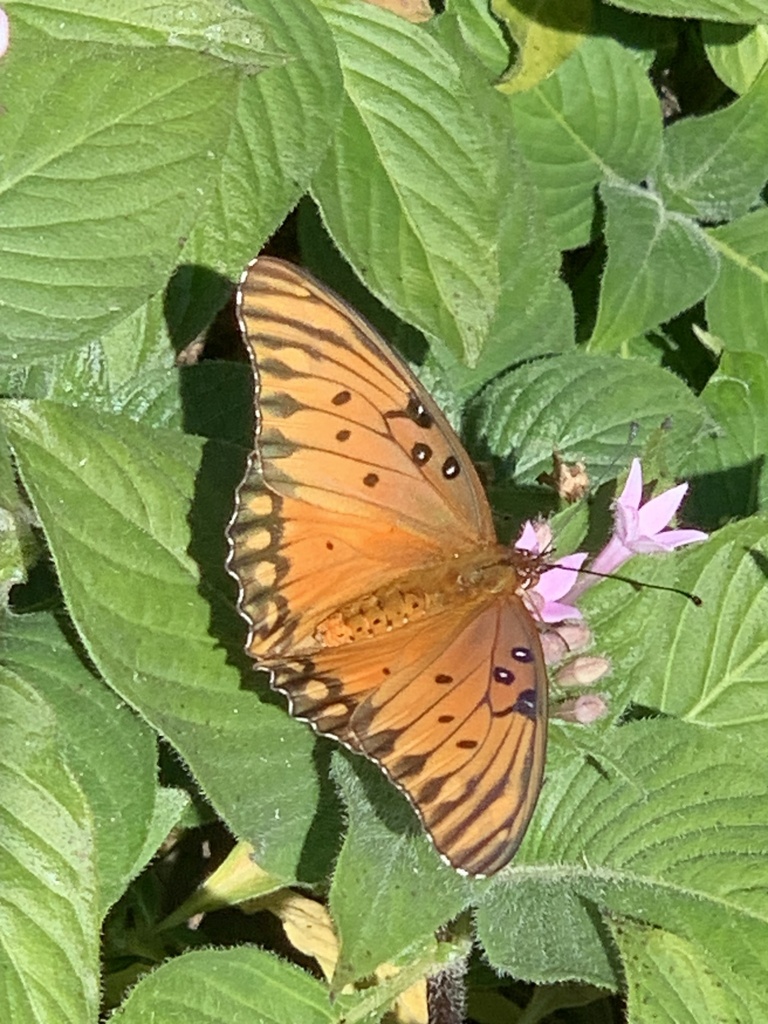 Gulf Fritillary from Apel Ln, Huntington Beach, CA, US on October 22 ...