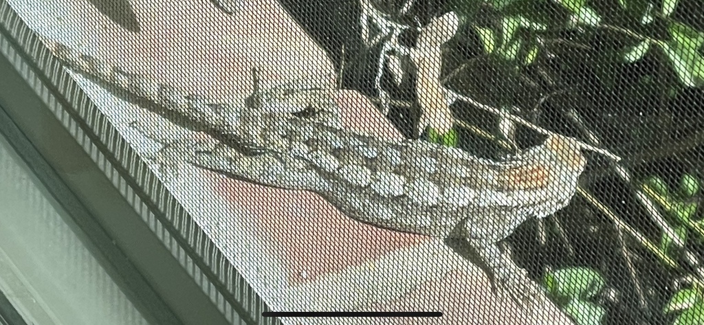 Texas Spiny Lizard from Grizzly Oak Dr, Austin, TX, US on October 22 ...