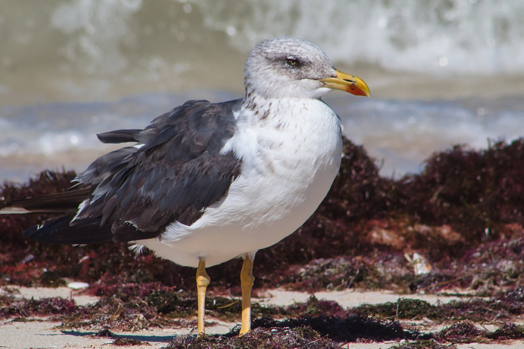 Lesser Black-backed Gull from Progreso, Yuc., México on October 19 ...