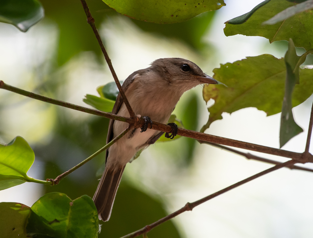 Grey Whistler from Litchfield - Pt B, Northern Territory, Australia on ...