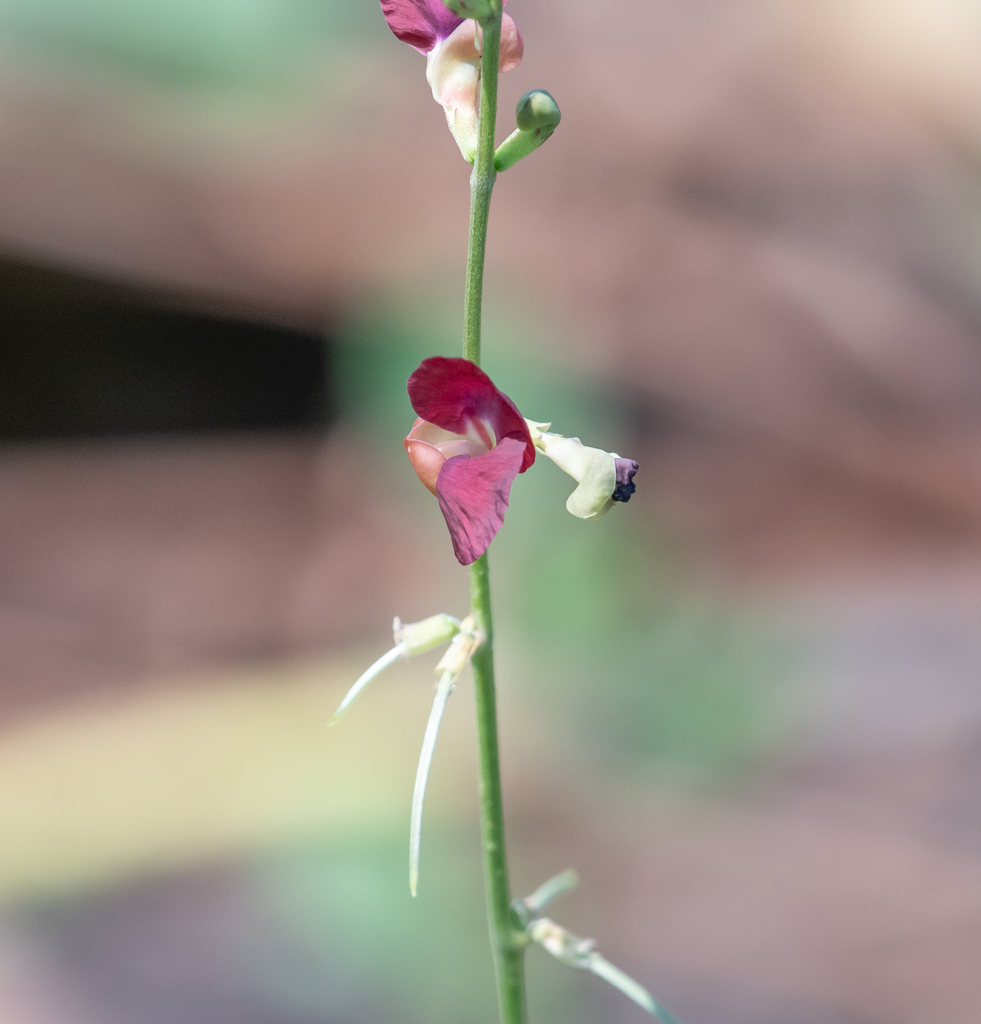 Phasey Bean from Middle Point NT 0822, Australia on October 1, 2023 at ...