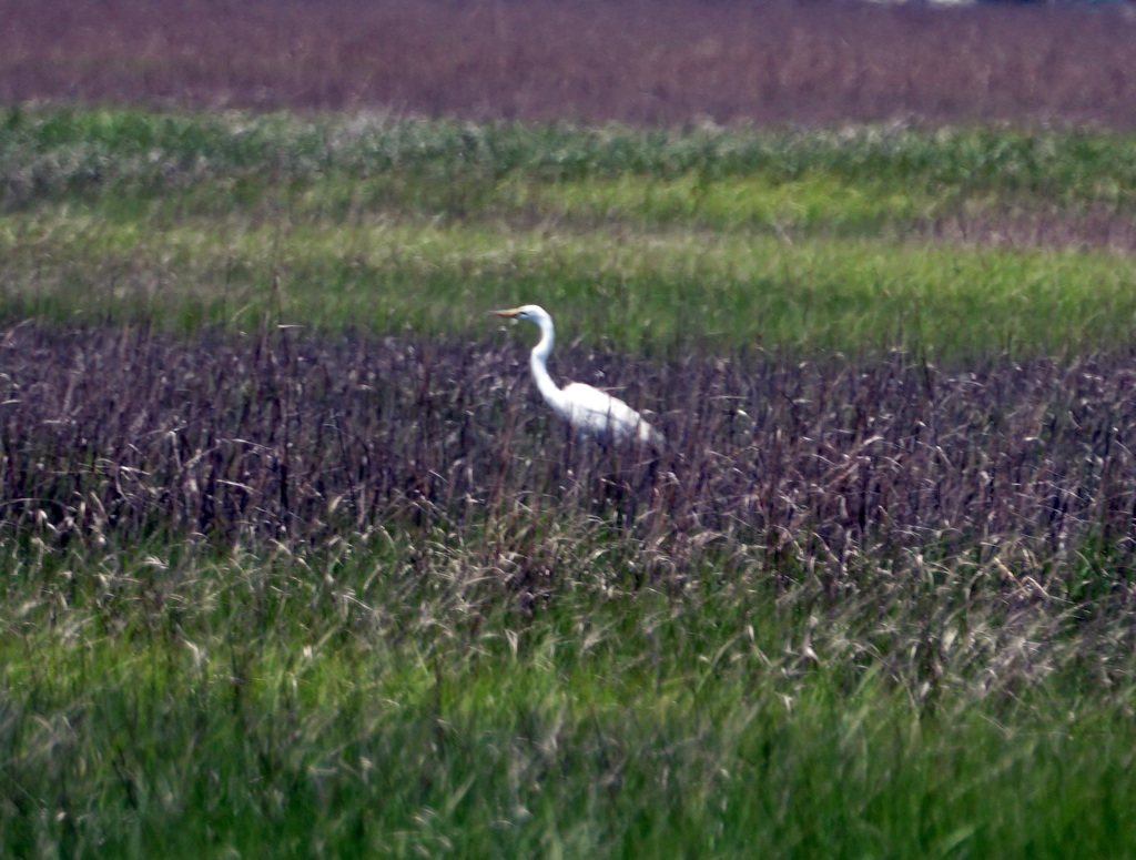 Great Egret from Sussex County, DE, USA on May 29, 2019 at 02:25 PM by ...