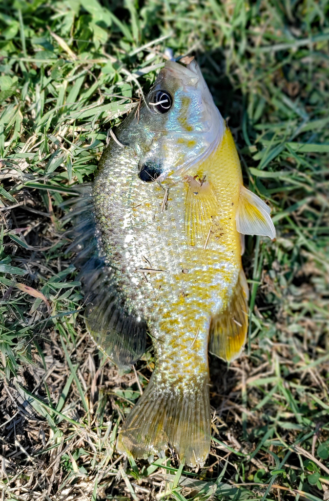 Greengill Sunfish from Broken Arrow, OK, USA on October 22, 2023 at 12: ...