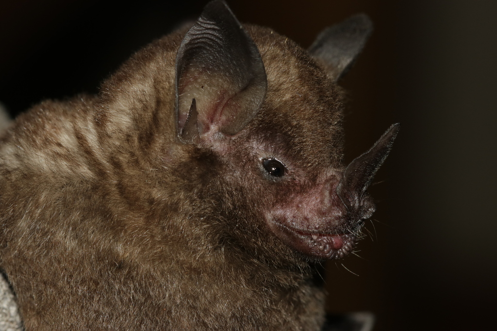Silky Short-tailed Bat from Francisco de Orellana, Ecuador on October ...