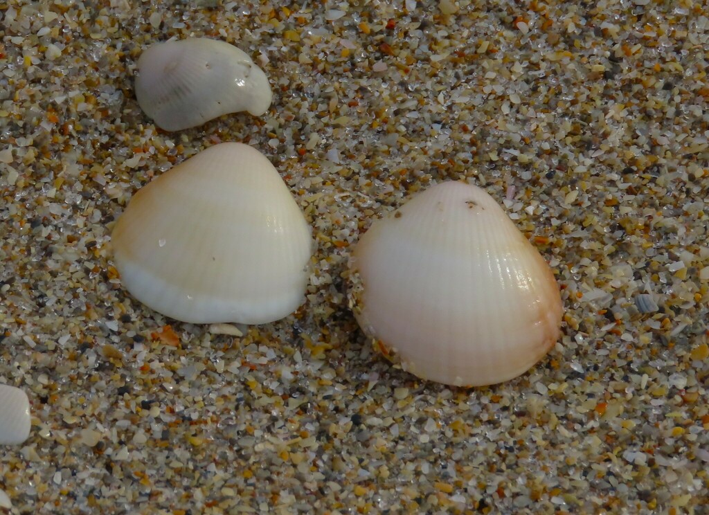 Spectral Bittersweet Clam from Ocean Ridge, FL, USA on October 22, 2022 ...