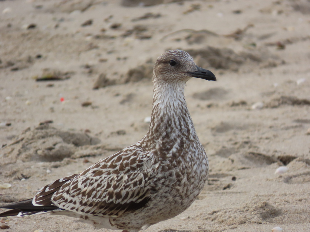 Lesser Black-backed Gull from Ocean Ridge, FL, USA on October 22, 2022 ...