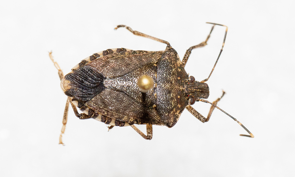 Brown Marmorated Stink Bug from Centerville, OH, USA on October 4, 2023 ...