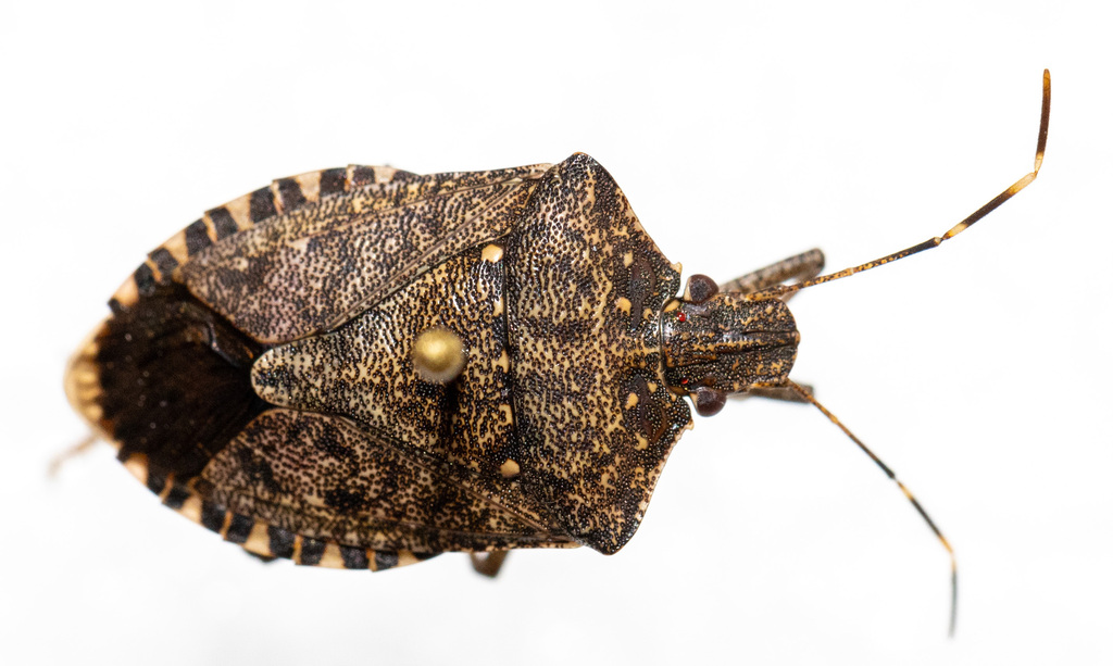 Brown Marmorated Stink Bug from Centerville, OH, USA on October 4, 2023 ...