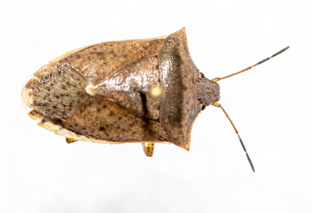 One-spotted Stink Bug from Centerville, OH, USA on October 13, 2023 at ...