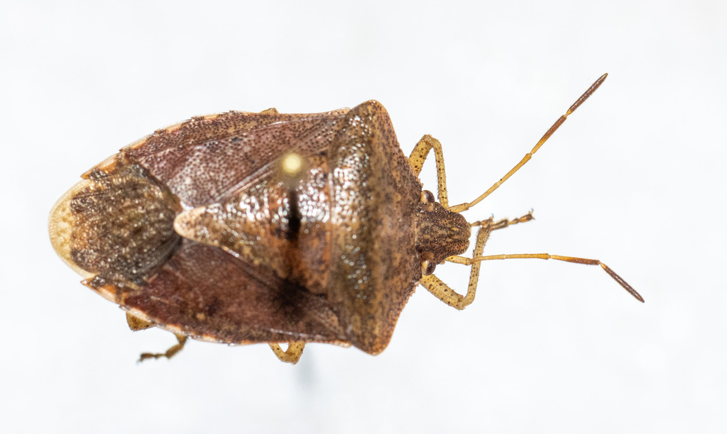 Brown Stink Bug from Centerville, OH, USA on October 16, 2023 at 03:15 ...