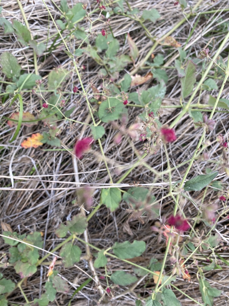 scarlet spiderling from Silber Rd, Arlington, TX, US on October 22 ...