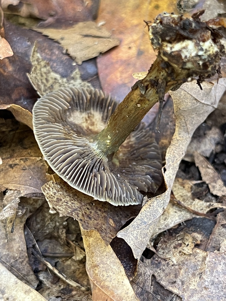 Webcaps from Griffy Woods Nature Preserve, Bloomington, IN, US on ...