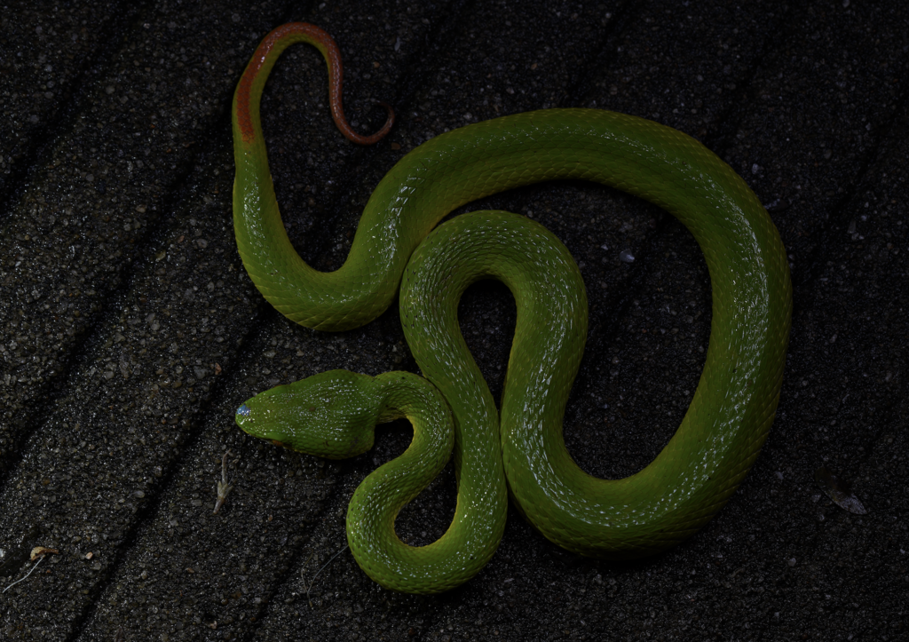 White-lipped Pit Viper from 中国广东省深圳市宝安区 on August 1, 2023 by Viper ...