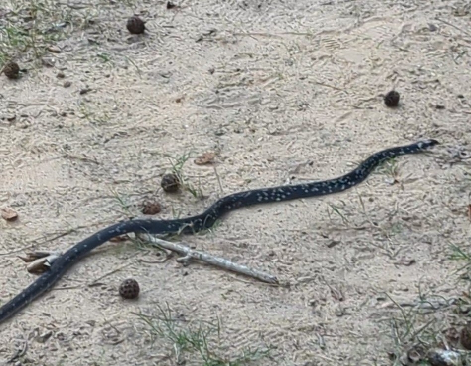 Buttermilk Racer from Magnolia, TX 77354, USA on October 22, 2023 at 02 ...