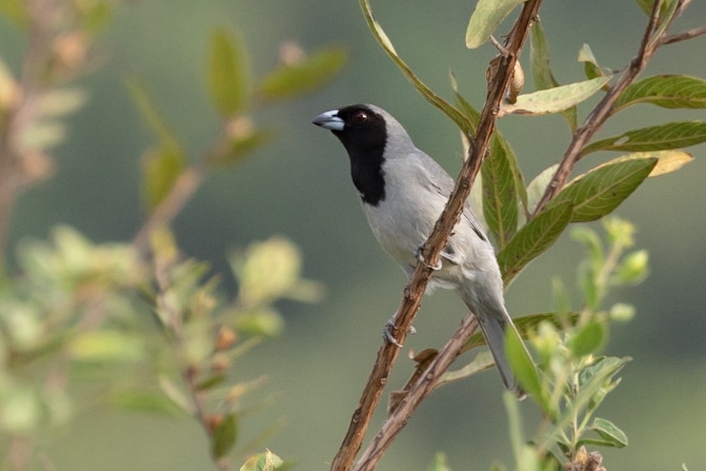 Black-faced Tanager (San Simon, Baures) · iNaturalist