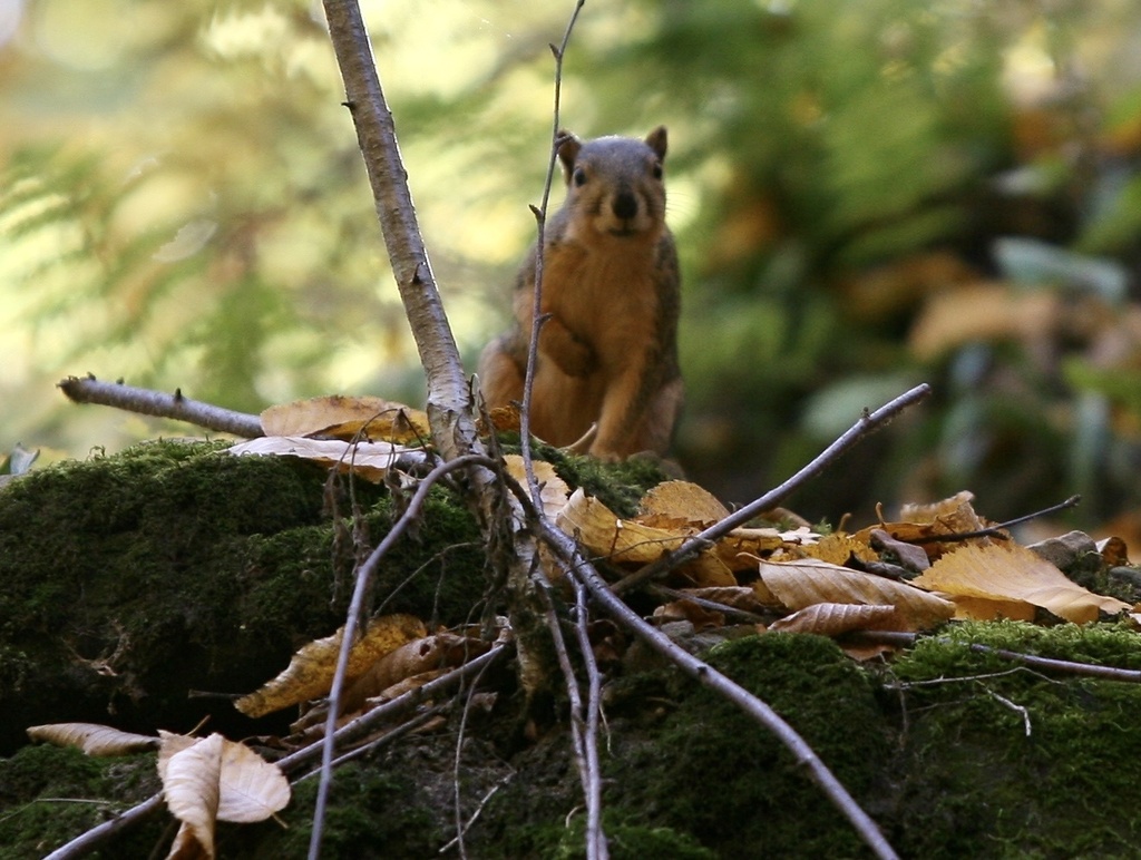 Fox Squirrel in October 2023 by Mark · iNaturalist