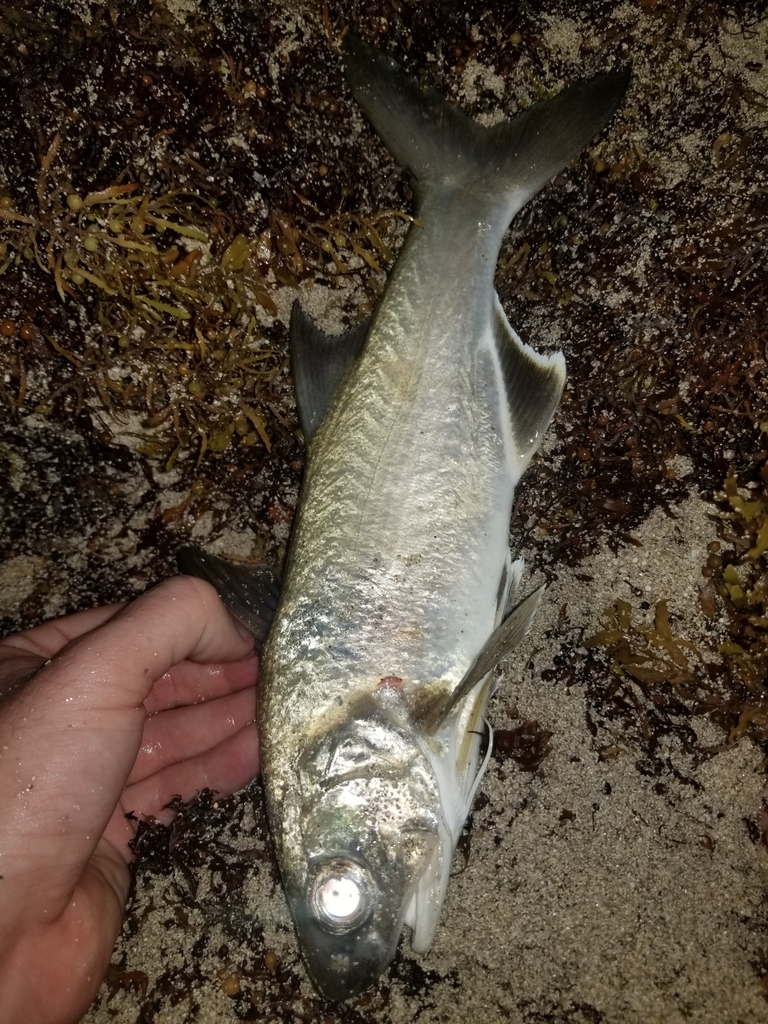 Atlantic Threadfin from 6969 Collins Ave, Miami, FL 33141, USA on March ...