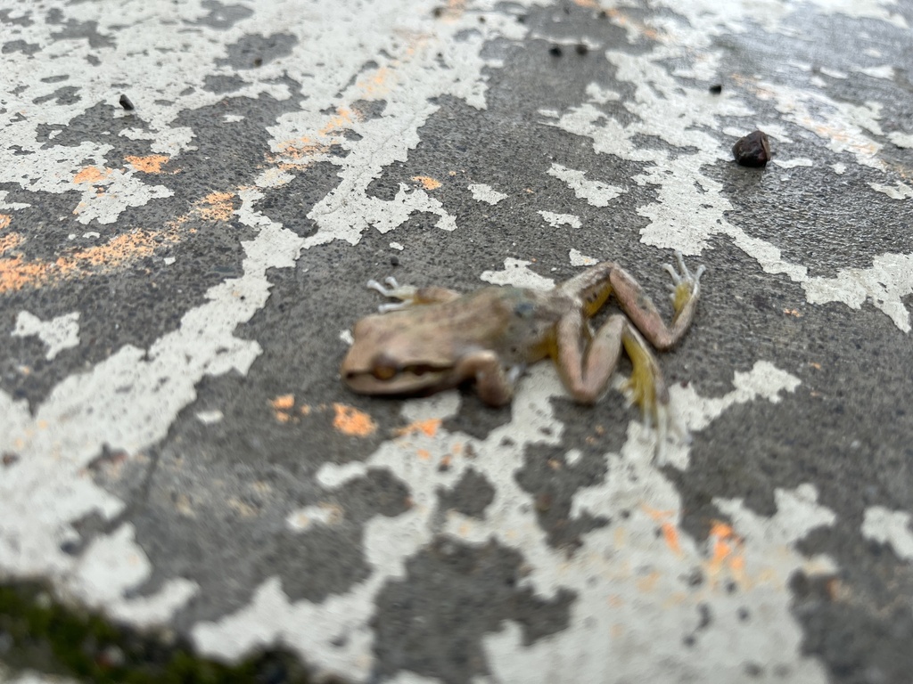 Northern Pacific Tree Frog from Arcata Marsh and Wildlife Sanctuary ...
