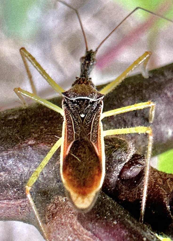 Leafhopper Assassin Bug from Mission Trails Regional Park, San Diego ...
