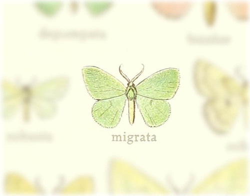 Hierochthonia migrata · iNaturalist