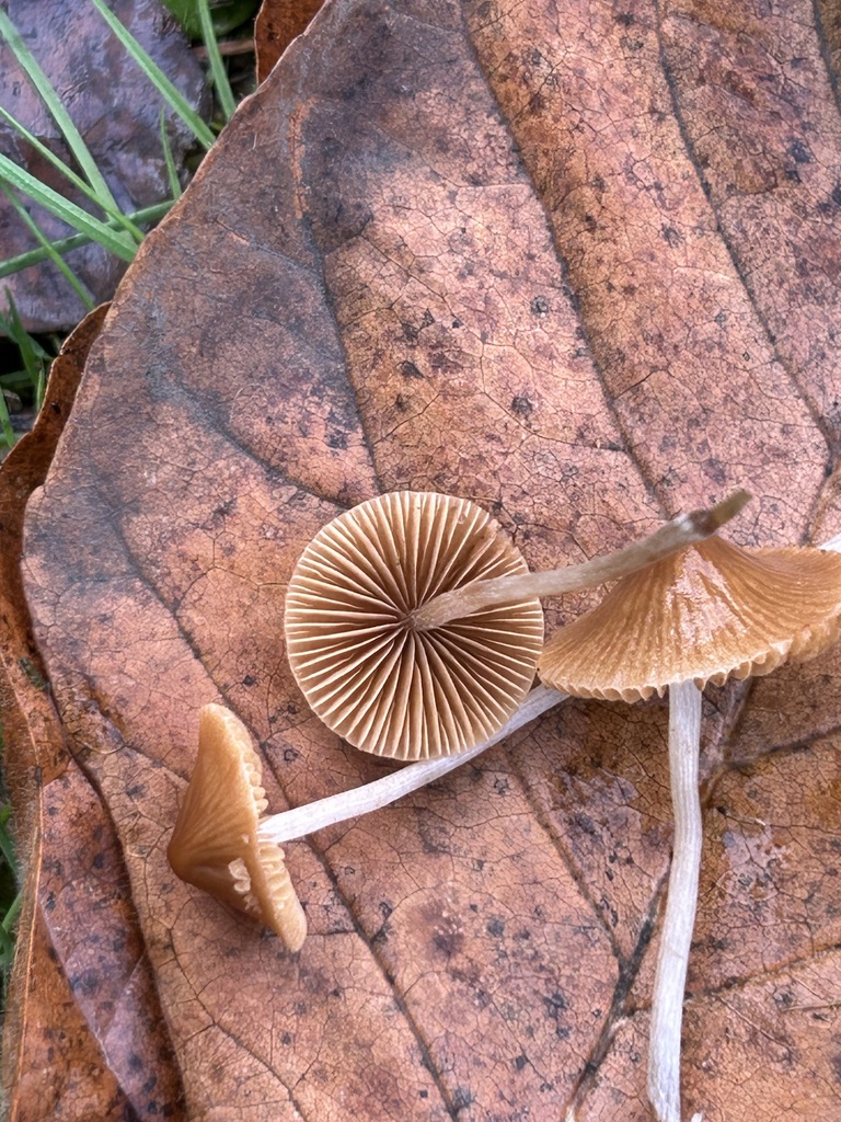 Conocybe smithii from Fall Creek, OR, US on October 22, 2023 at 10:56 ...
