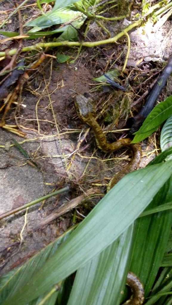 Birri Eyelash-Viper from Santa Rosa de Cabal, Risaralda, Colombia on ...