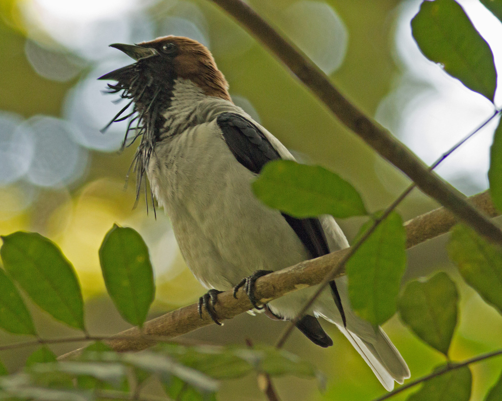 Bearded Bellbird from Asa Wright_Spring Hill Estate, PO Box 4710, Arima ...