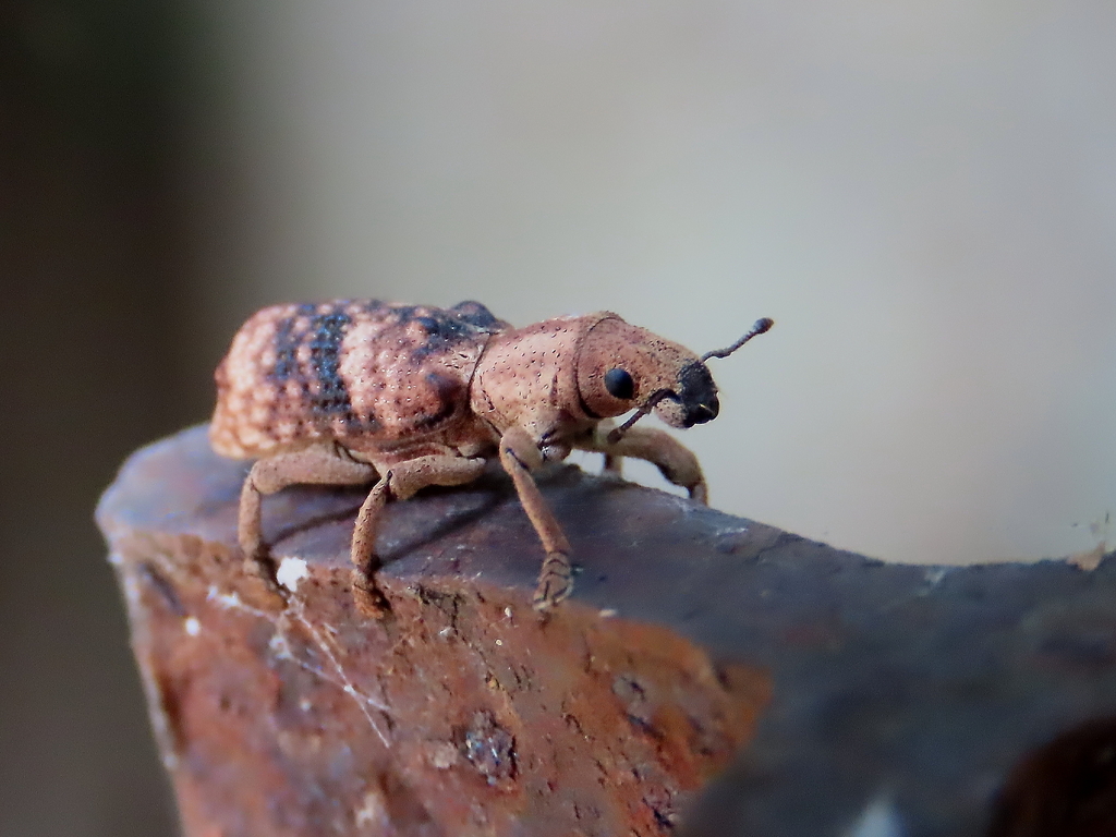 True Weevils in October 2023 by Rose Robin. Individual 1 of 2. Fence ...