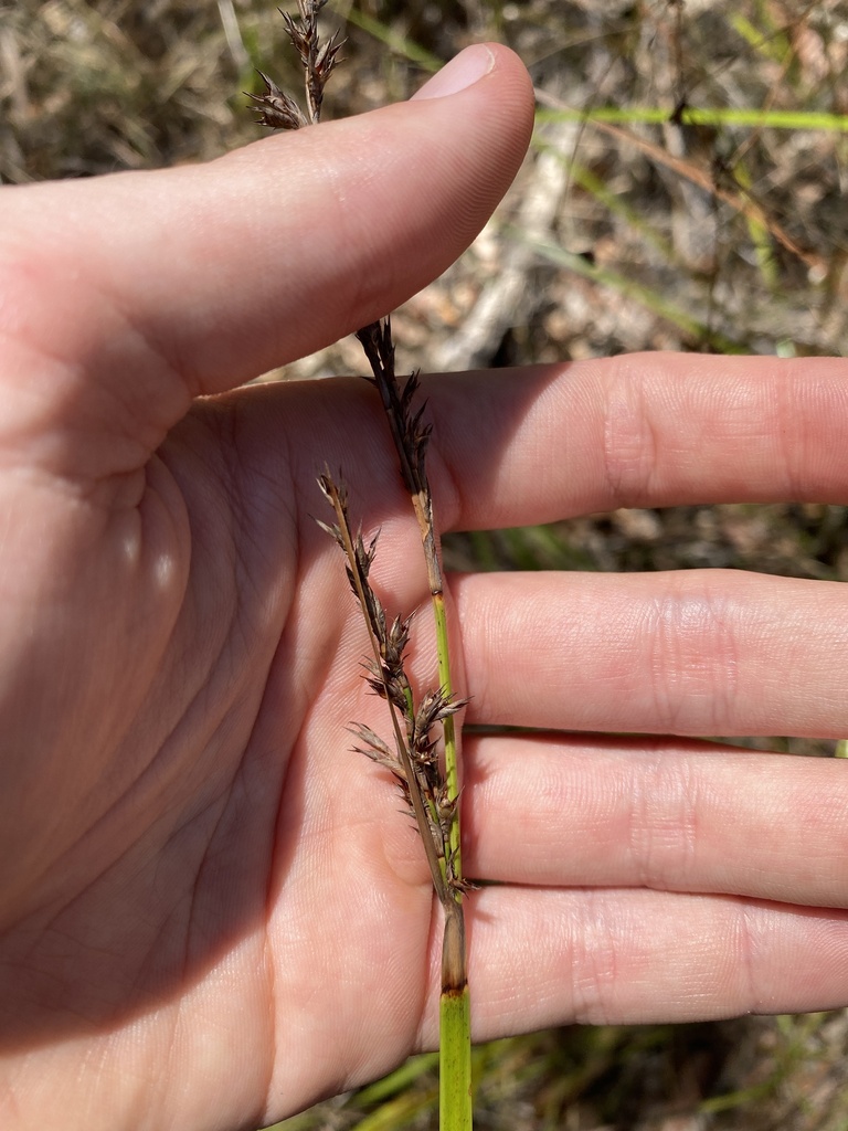 variable sword-sedge from Tiaro, AU-QL, AU on October 22, 2023 at 10:37 ...