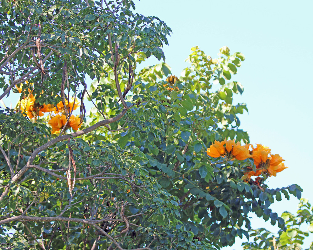 African tulip tree from Arcadia, CA, USA on October 20, 2023 at 11:36 ...
