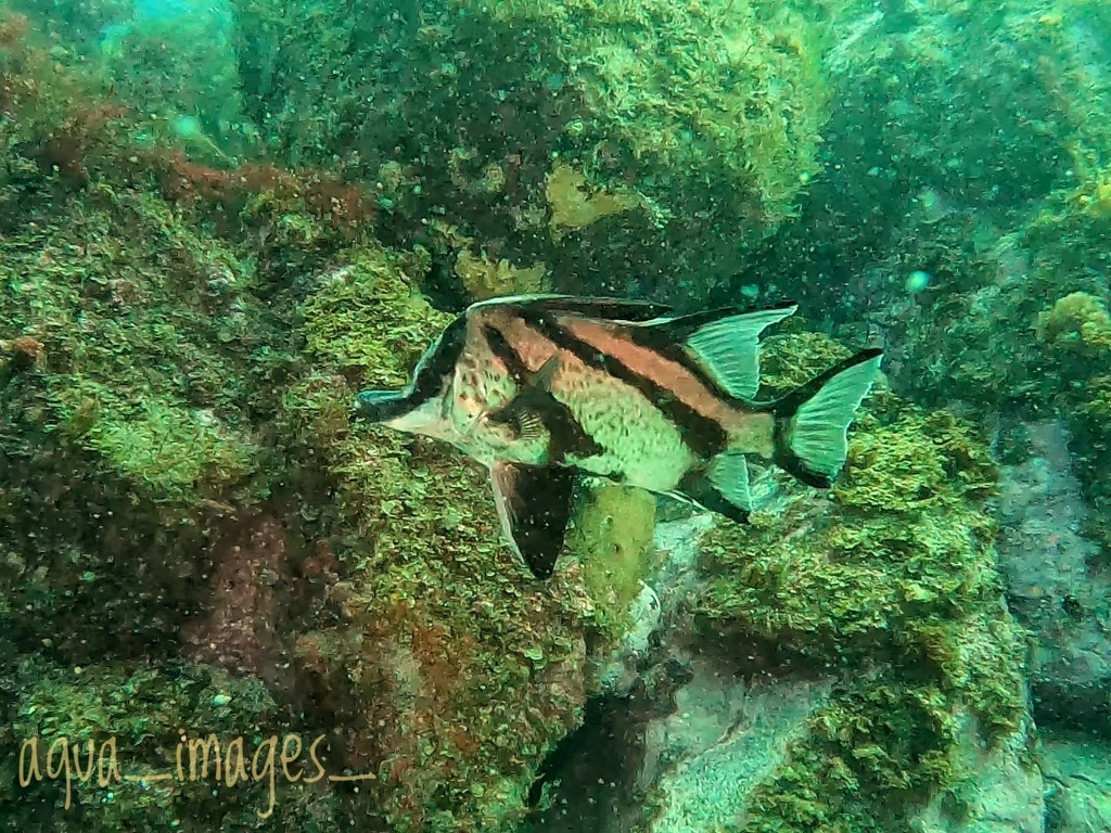 Longsnout Boarfish from Montague Island, NSW, Australia on October 15 ...