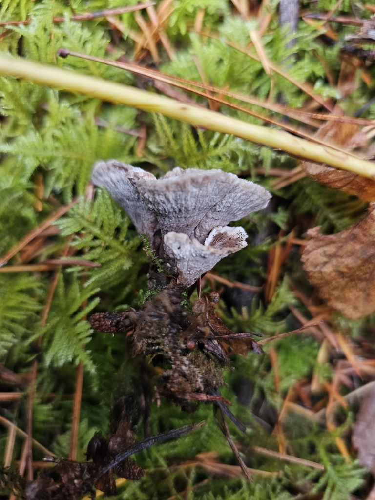 Thelephorales from Port Orchard, WA 98367, USA on October 22, 2023 at ...