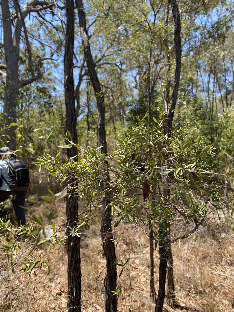 Paperbark Tea Tree from Tiaro, AU-QL, AU on October 22, 2023 at 11:34 ...