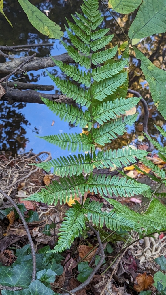 wood ferns from Chillum, MD, USA on October 22, 2023 at 05:17 PM by ...