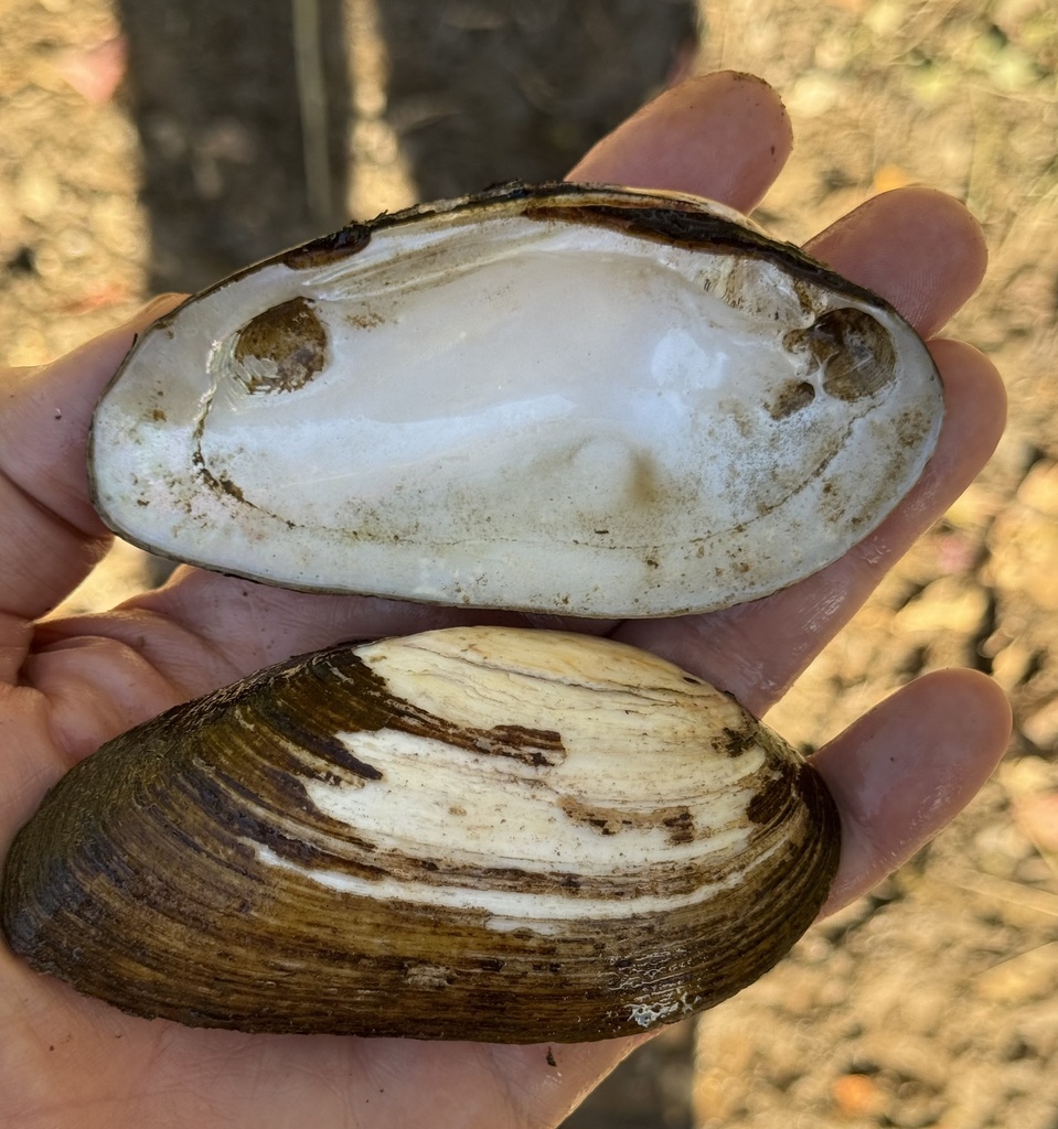Ouachita Kidneyshell from Spring River, Asbury, MO, US on October 22 ...