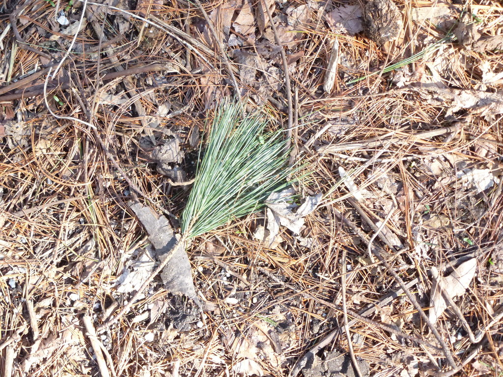 eastern white pine from Bronx, NY, USA on March 17, 2019 at 03:41 PM by ...