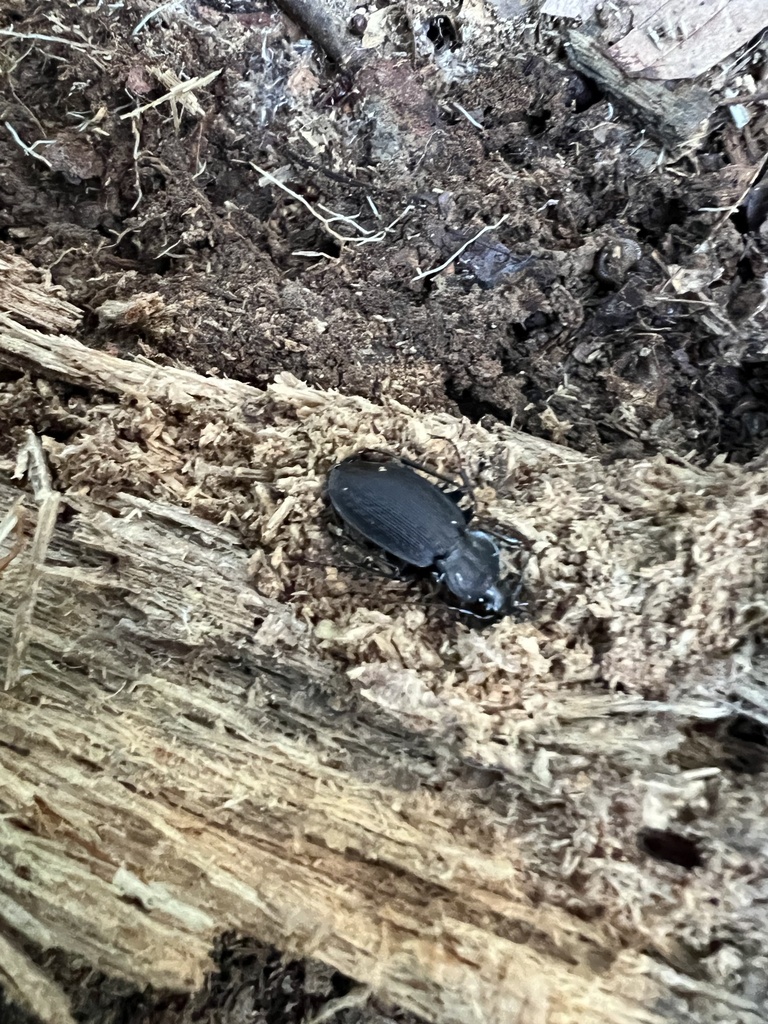 Small Snail-eating Ground Beetle from Kings Landing Park, Owings, MD ...