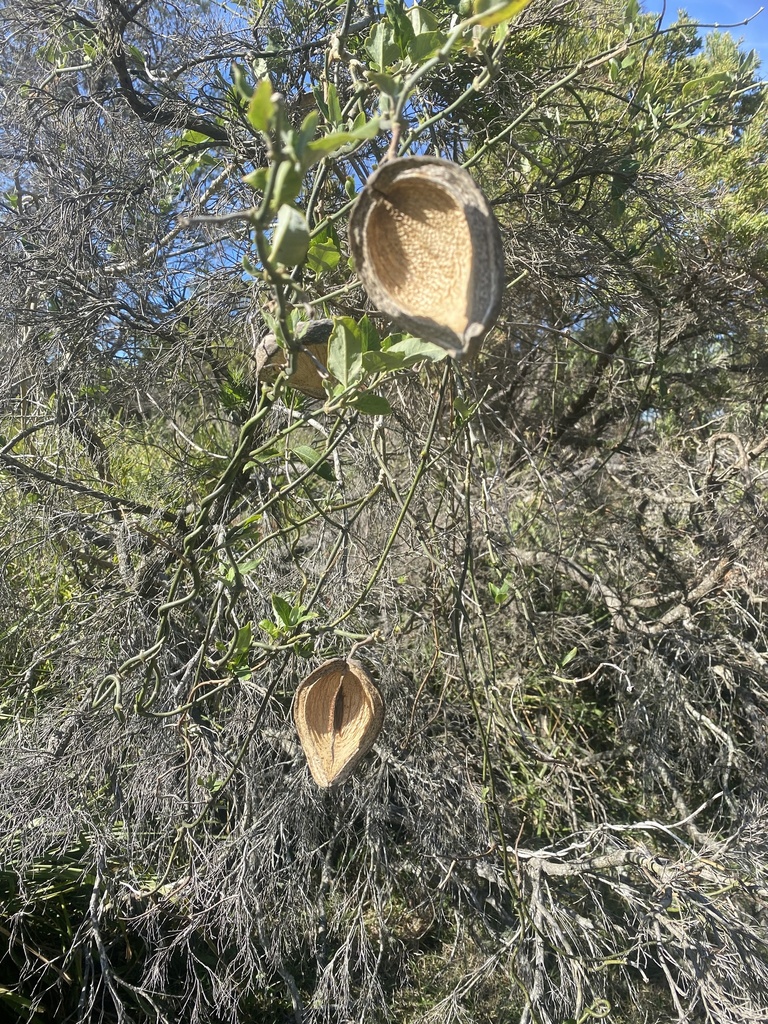 Moth Vine from NSW National Parks, Maloneys Beach, NSW, AU on October ...