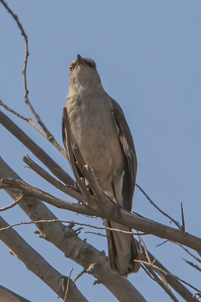 Northern Mockingbird from Fairfax, VA 22033, USA on October 12, 2023 at ...