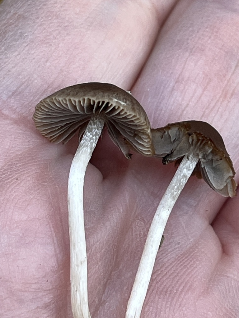 rootlet brittlestem from Bainbridge, OH, US on October 22, 2023 at 01: ...