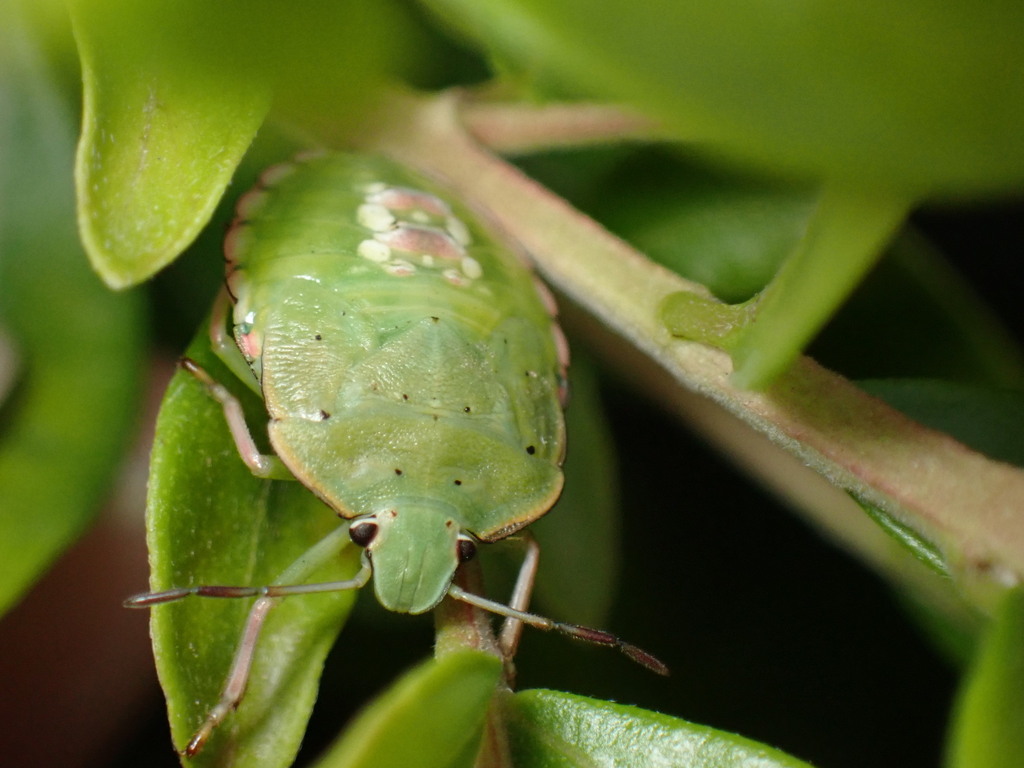 Southern Green Stink Bug from Lisbon, Portugal on September 4, 2023 at ...