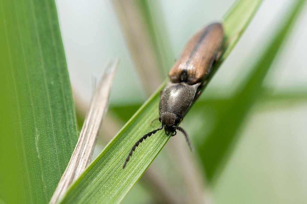 Corymbitodes tarsalis (Beetles - rare Community BioBlitz 2017 ...