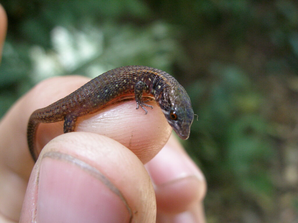 Oreosaurus achlyens from Girardot, Aragua, Venezuela on February 19 ...