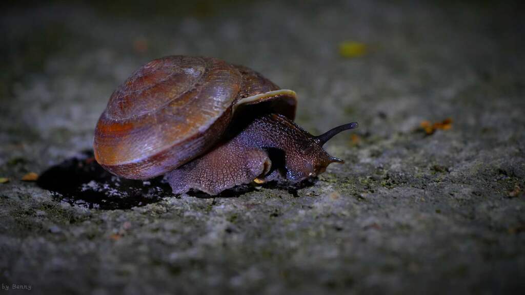 Camaena subgibbera in March 2023 by Viper · iNaturalist