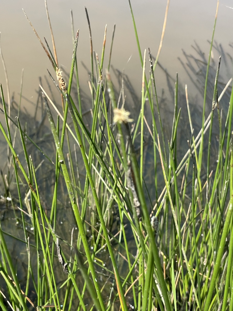 Sharp Spike Sedge from Mountain Creek Rd, Mountain Creek, NSW, AU on ...