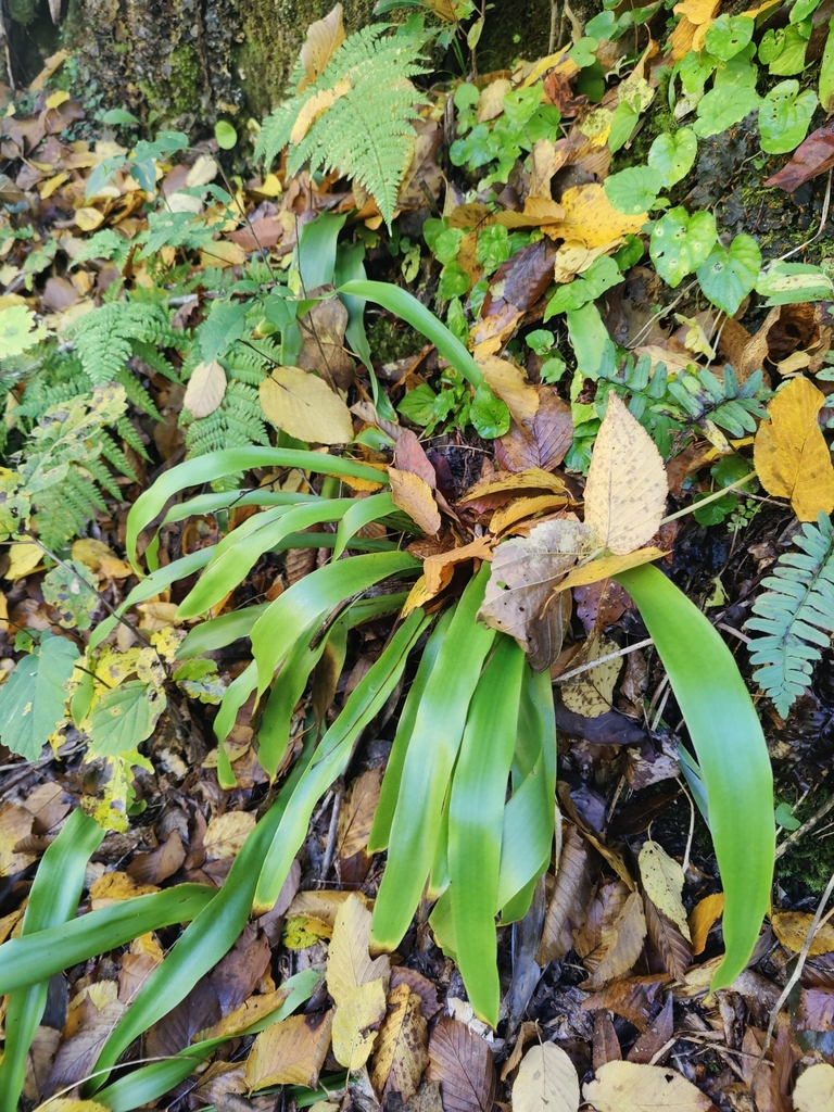 Fraser's Sedge in October 2023 by mariejk · iNaturalist