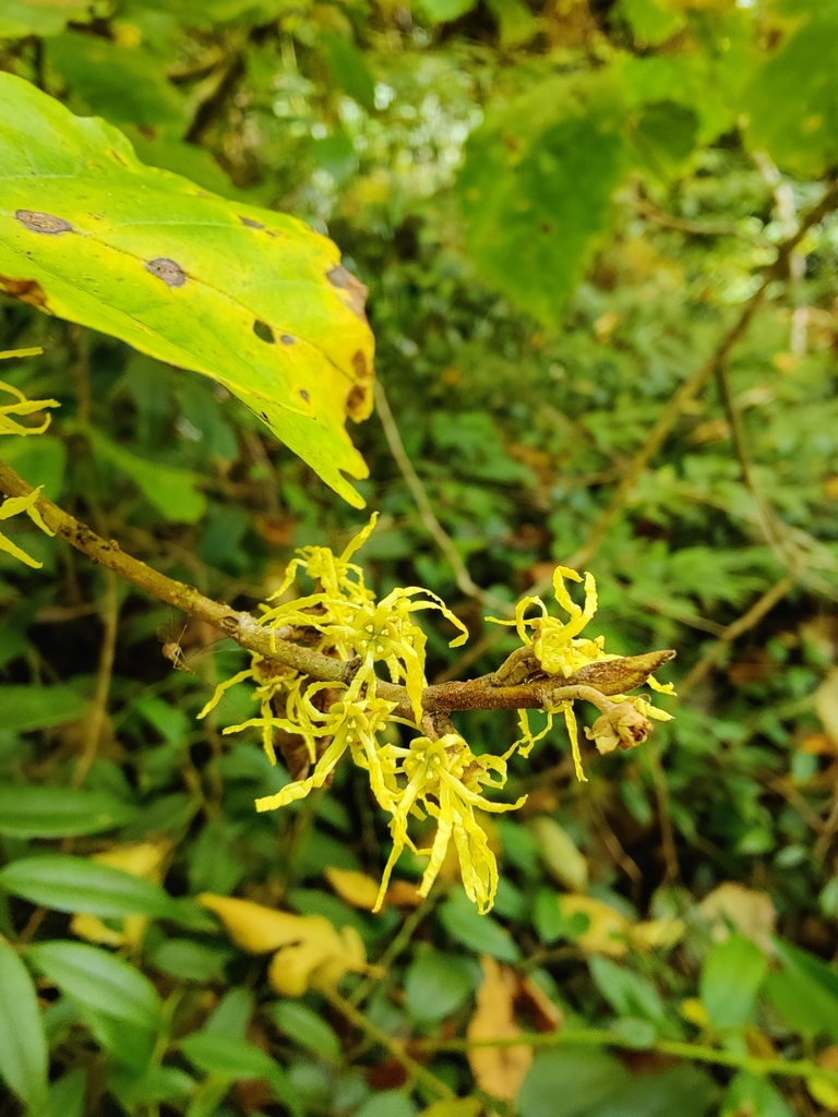 american witch-hazel from Bryson City, NC 28713, USA on October 21 ...