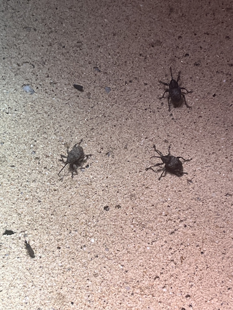 True Weevils from University of Texas at Austin, Austin, TX, USA on ...